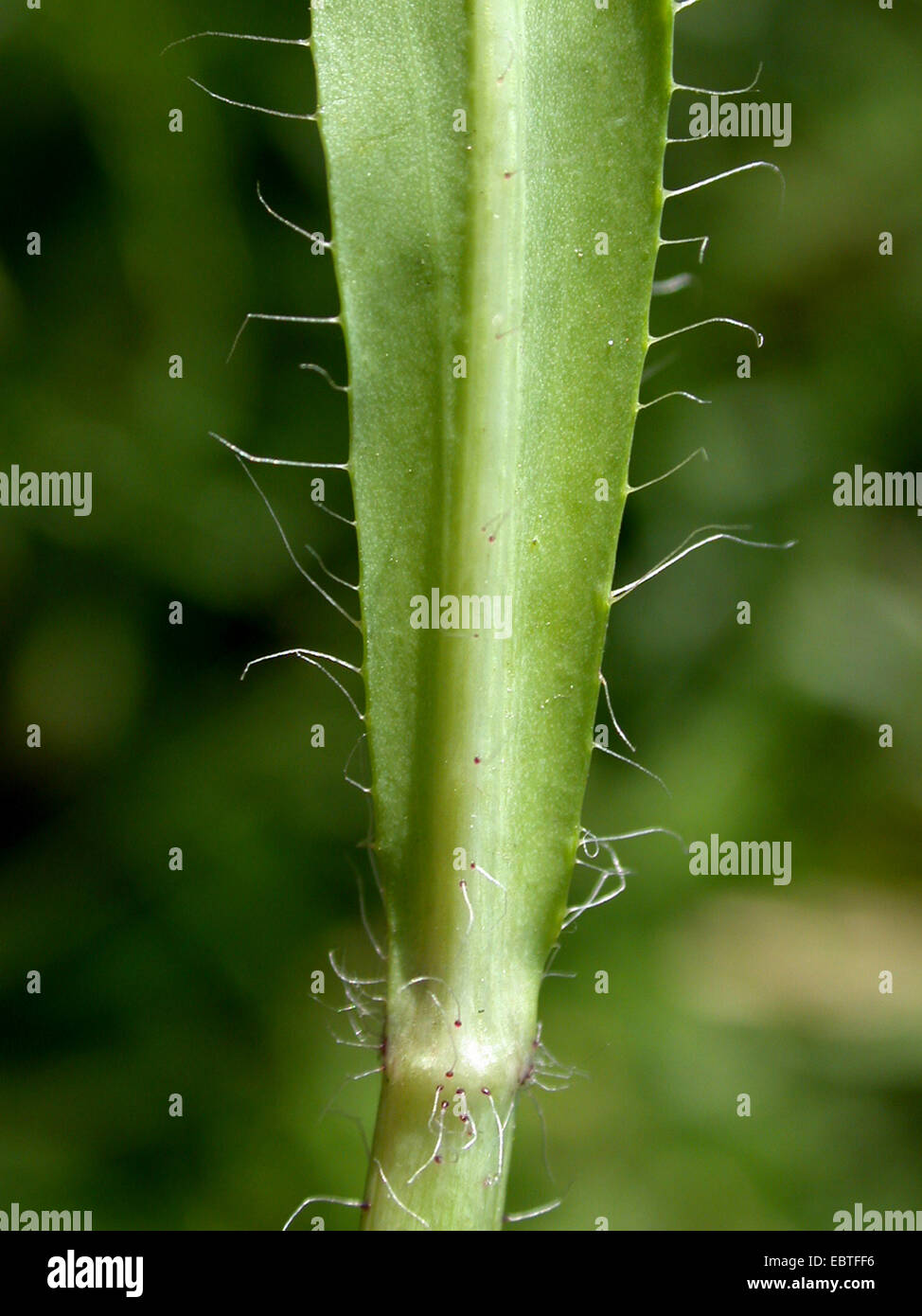 Tall hawkweed, Florence Hawkweed, King devil hawkweed, Glaucous King ...