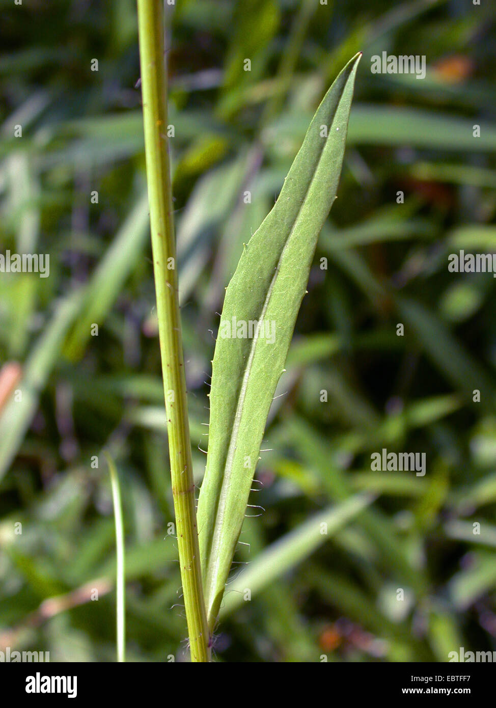 Tall hawkweed, Florence Hawkweed, King devil hawkweed, Glaucous King ...