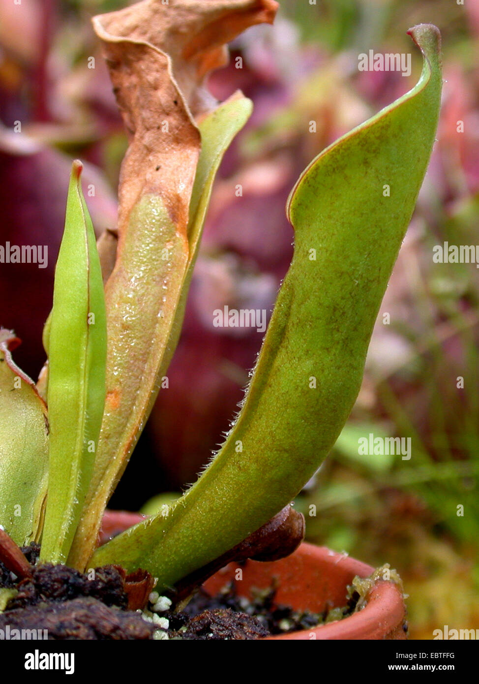 sun pitcher (Heliamphora heterodoxa), leaf trap Stock Photo - Alamy