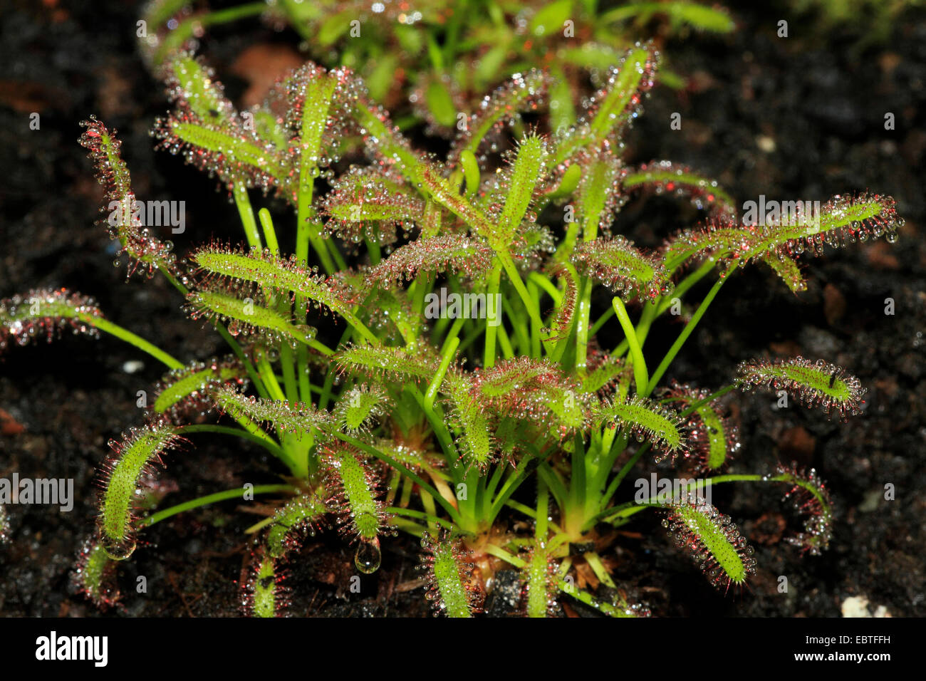 Cape sundew indoor plants hi-res stock photography and images - Alamy