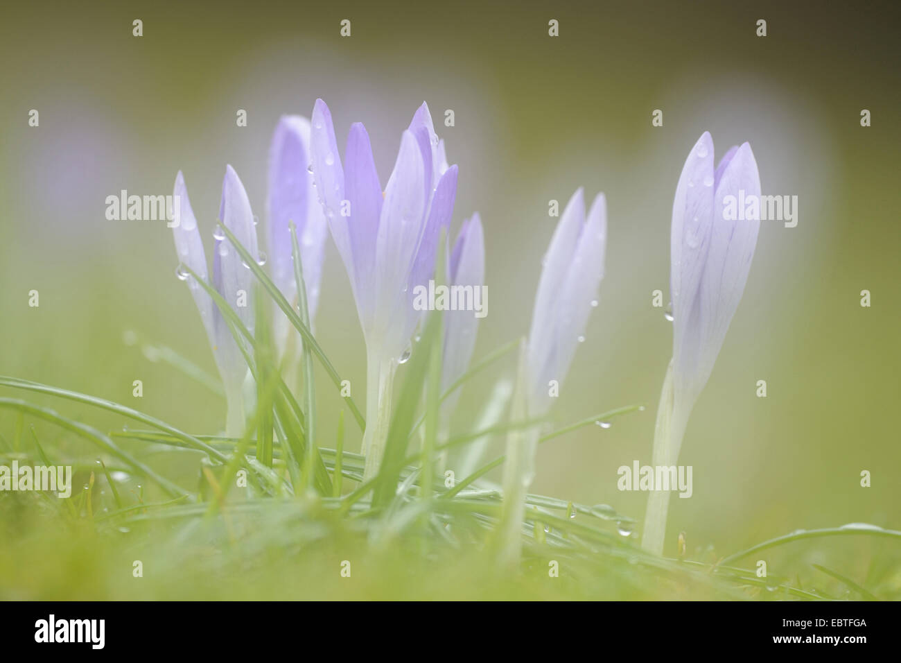 Early Crocus (Crocus tommasinianus), blooming, Germany Stock Photo - Alamy