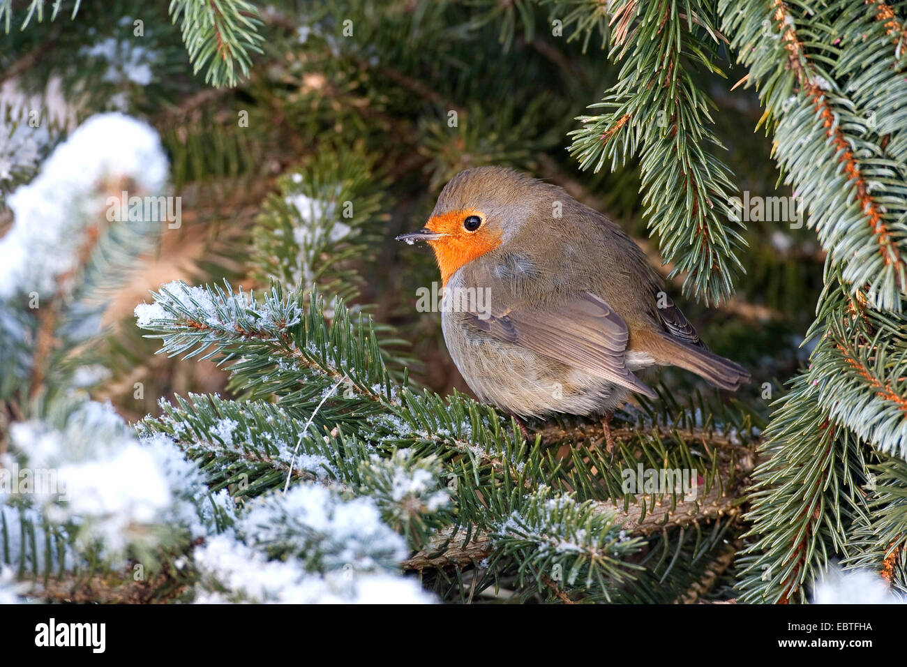 Puffed up bird hi-res stock photography and images - Alamy