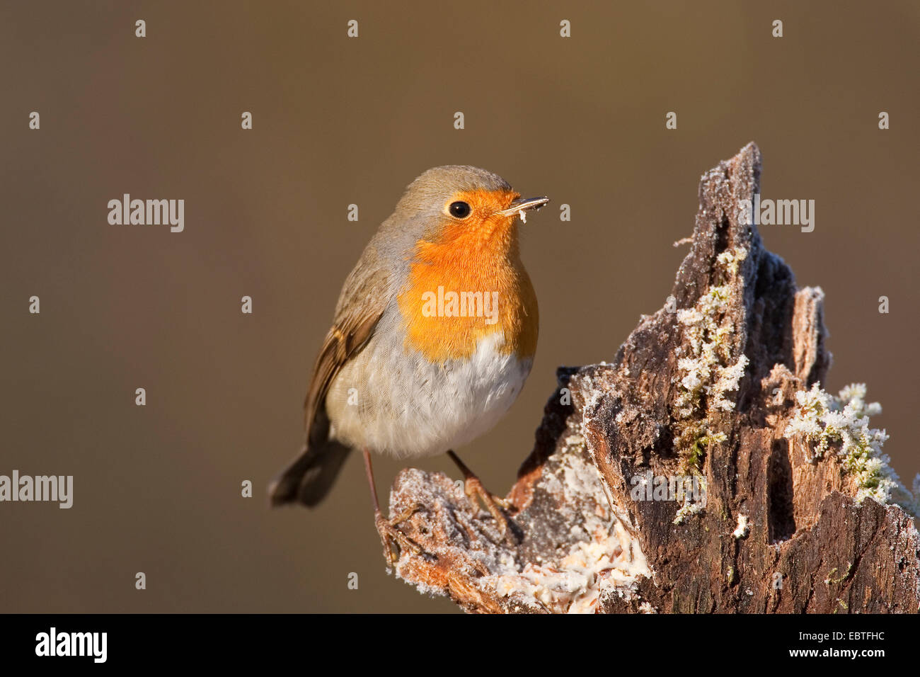 Robin wood hi-res stock photography and images - Alamy