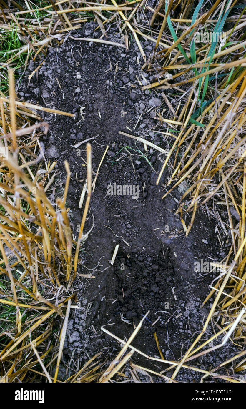 European hare (Lepus europaeus), shallow depression in field, Germany ...