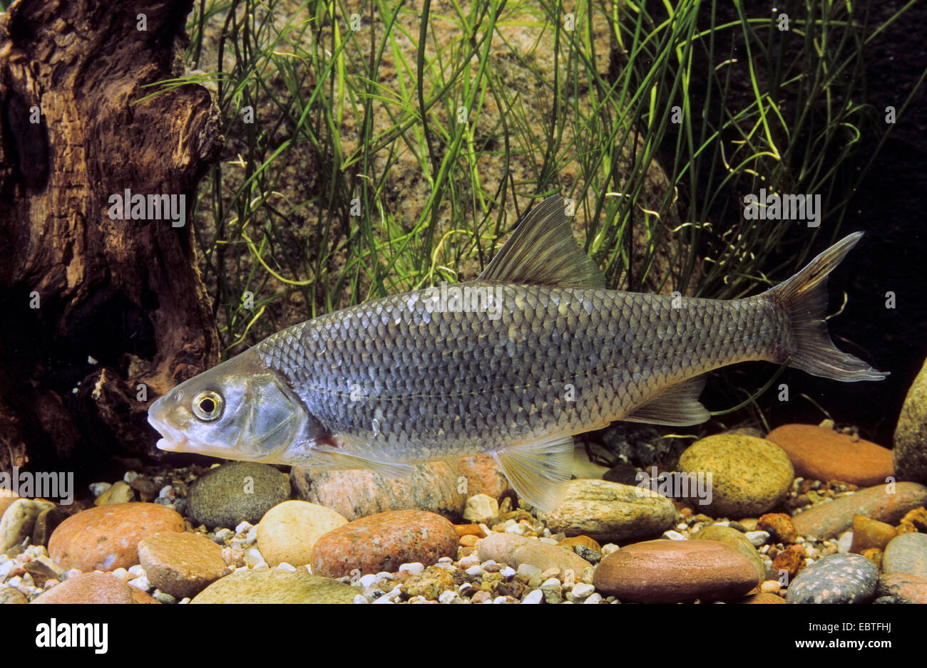 Underwater plants dead hi-res stock photography and images - Alamy