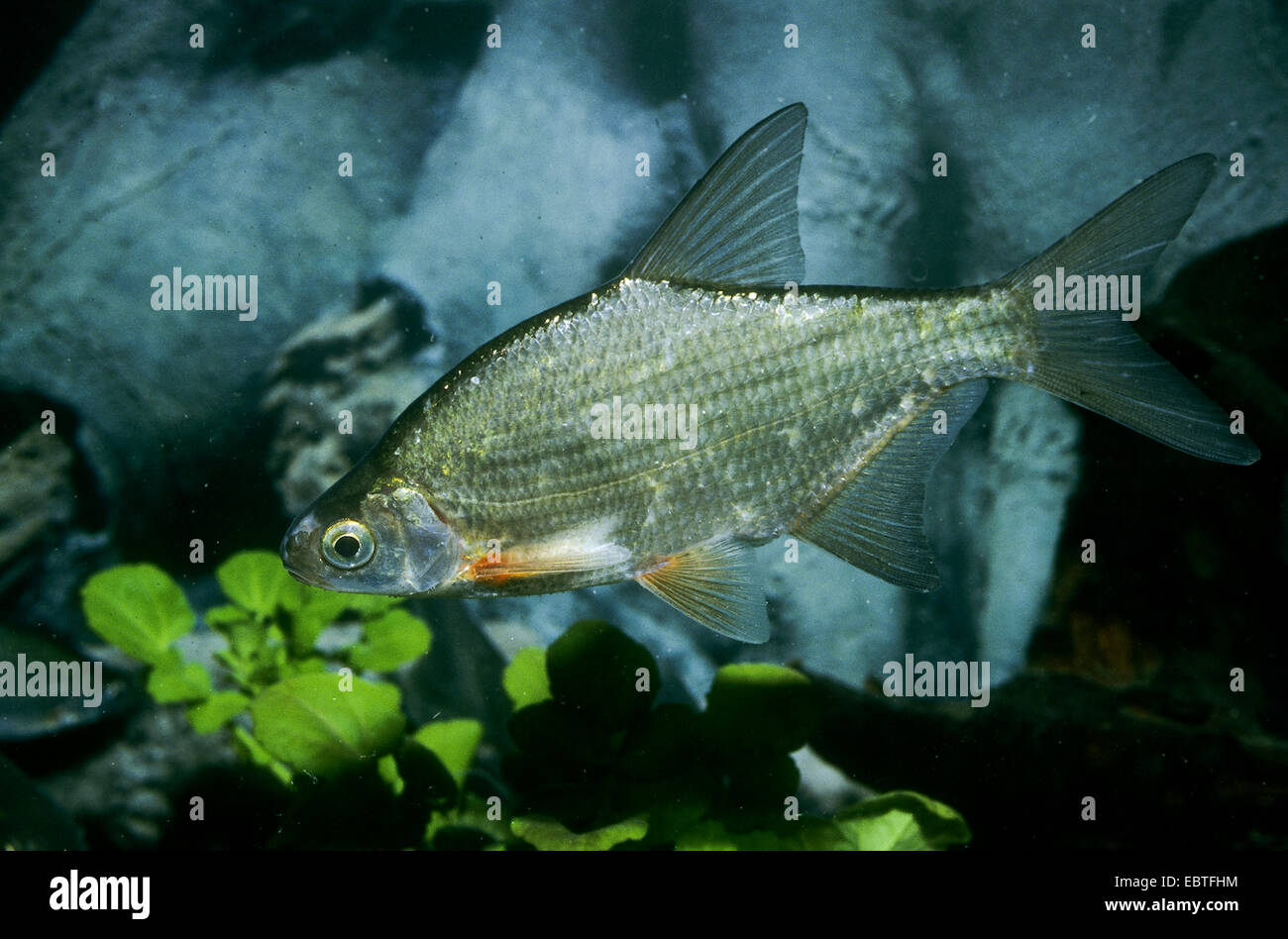 Bony bream fish hi-res stock photography and images - Alamy