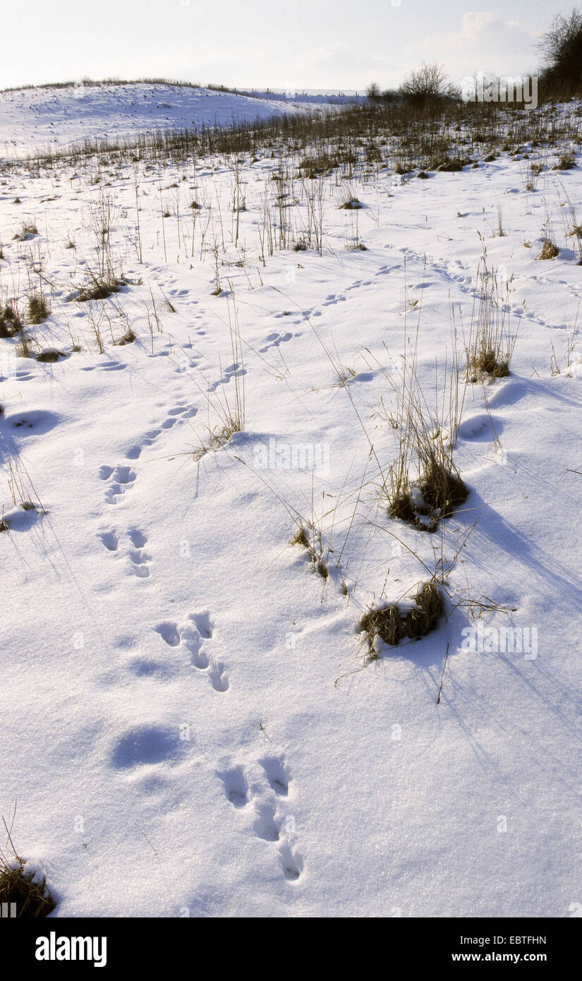 Hares in sign hi-res stock photography and images - Alamy