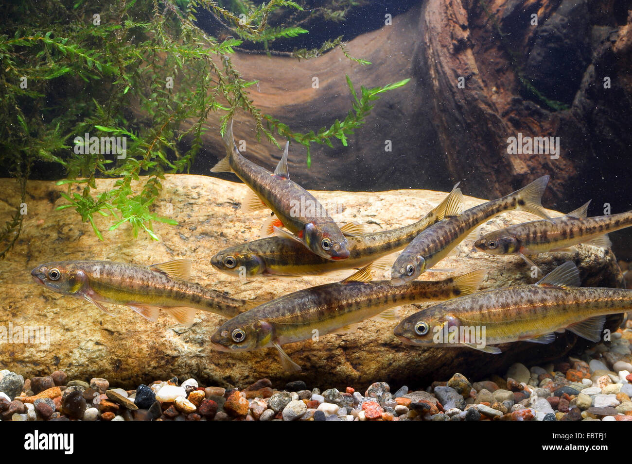 minnow, Eurasian minnow (Phoxinus phoxinus), shoal, Germany Stock Photo ...