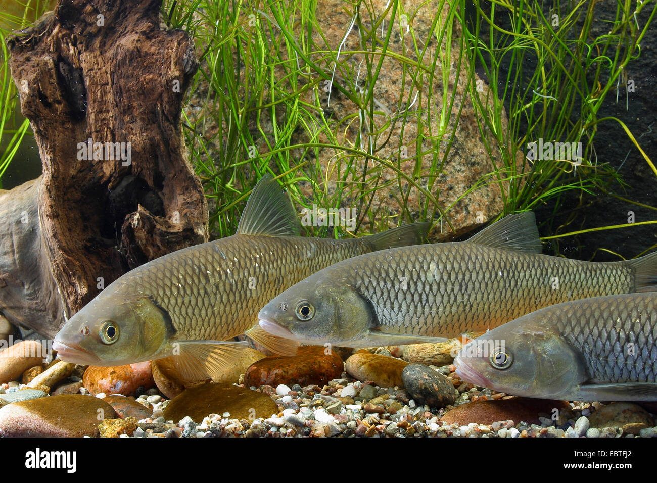 Closeup european chub squalius hi-res stock photography and images - Alamy