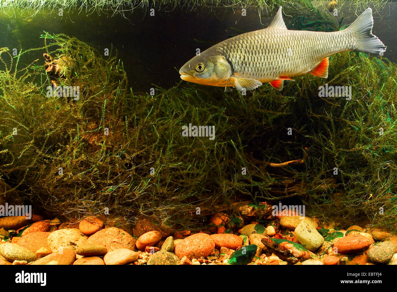chub (Leuciscus cephalus, Squalius cephalus), side view, Germany Stock ...