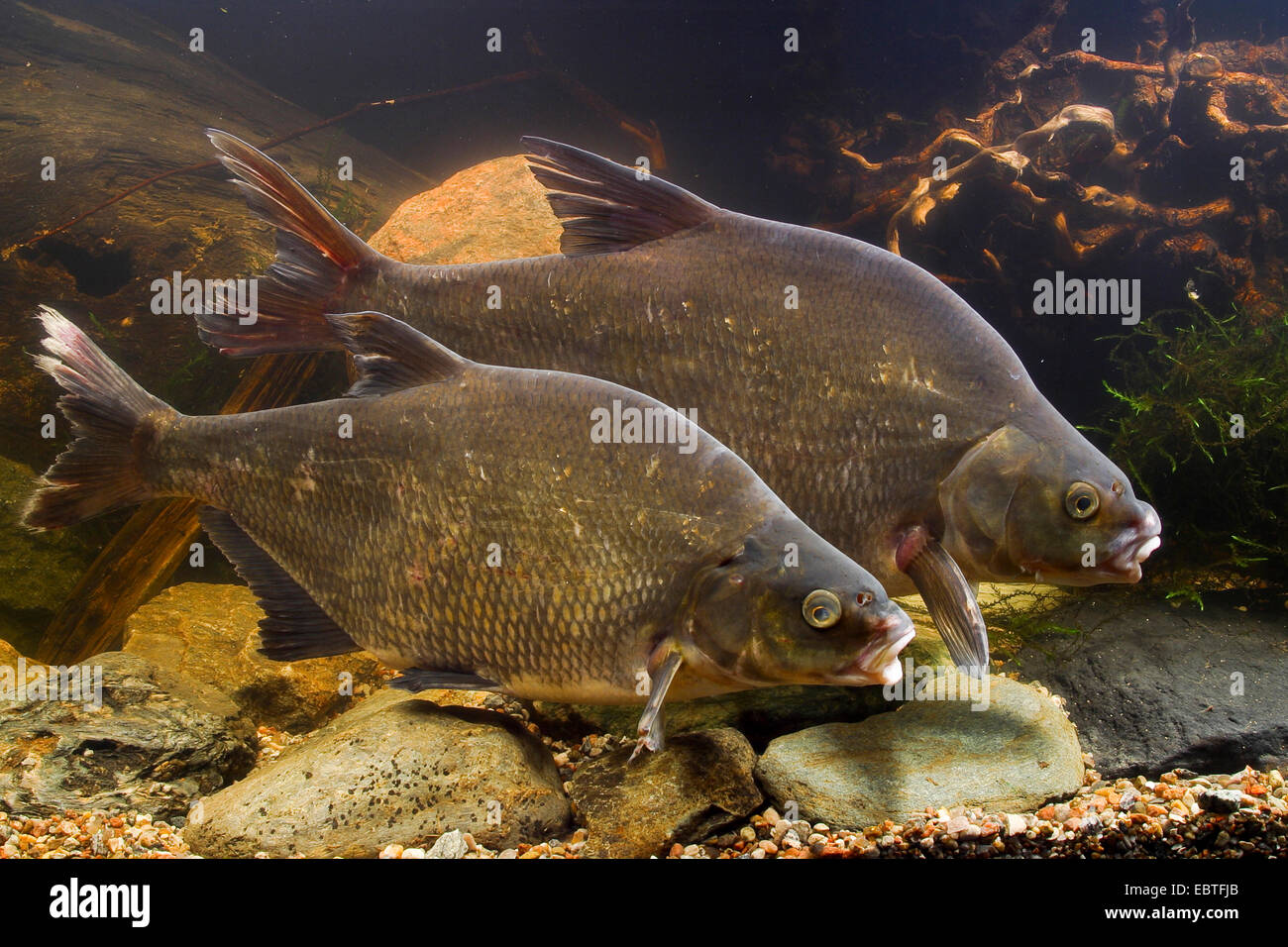 Carp bream abramis brama fish hi-res stock photography and images - Alamy