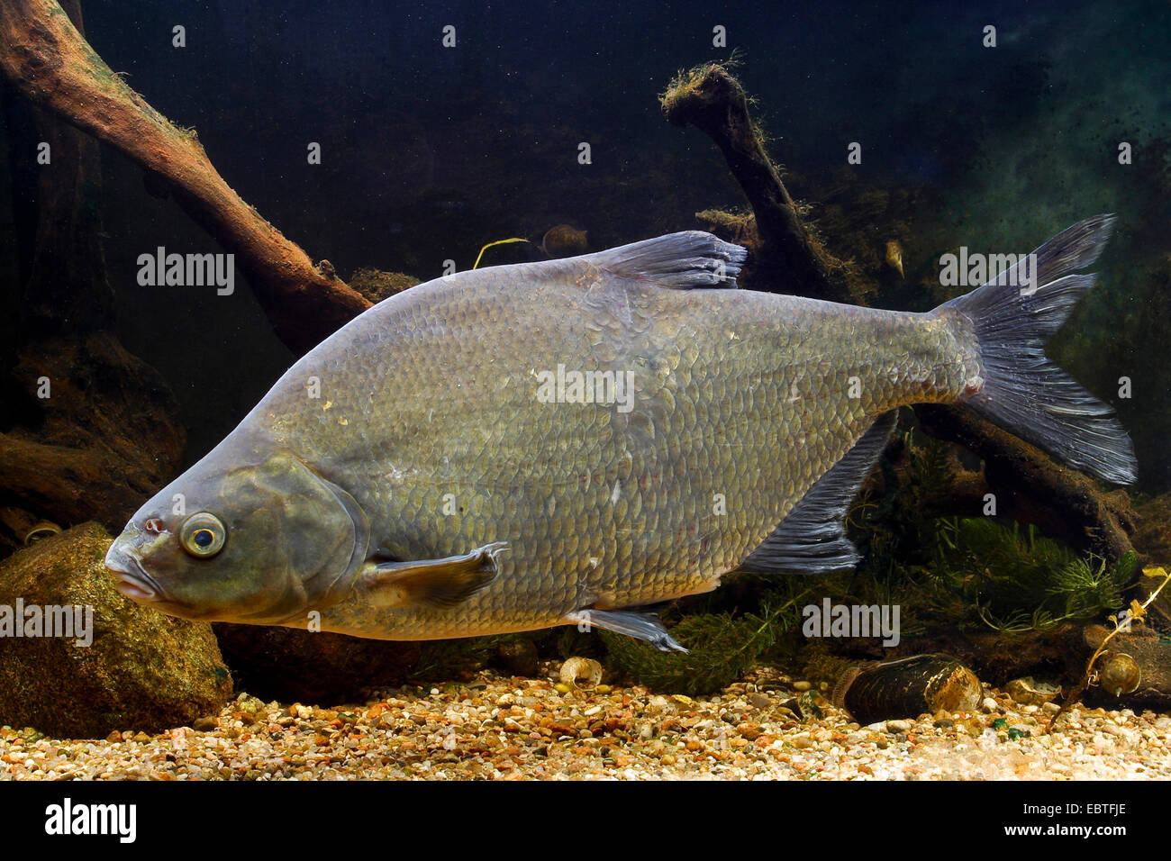 common bream, freshwater bream, carp bream (Abramis brama), side view ...
