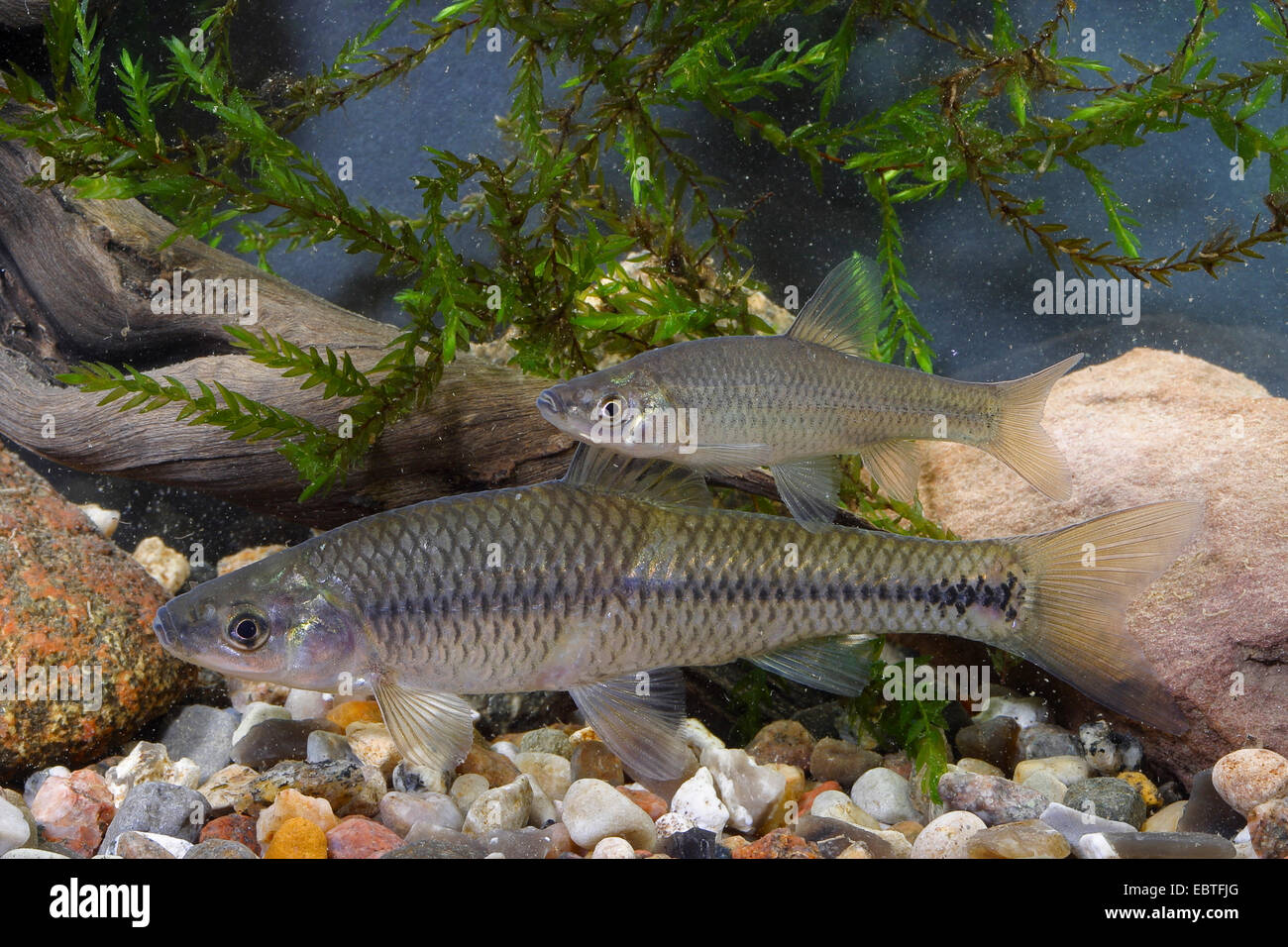 Stone moroko, Topmouth gudgeon (Pseudorasbora parva), side view ...