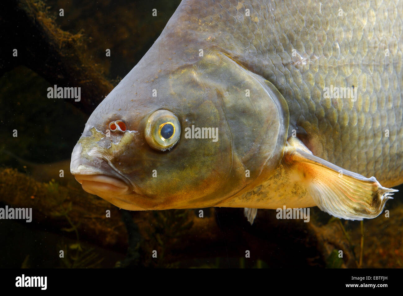 Carp bream abramis brama fish hi-res stock photography and images - Alamy