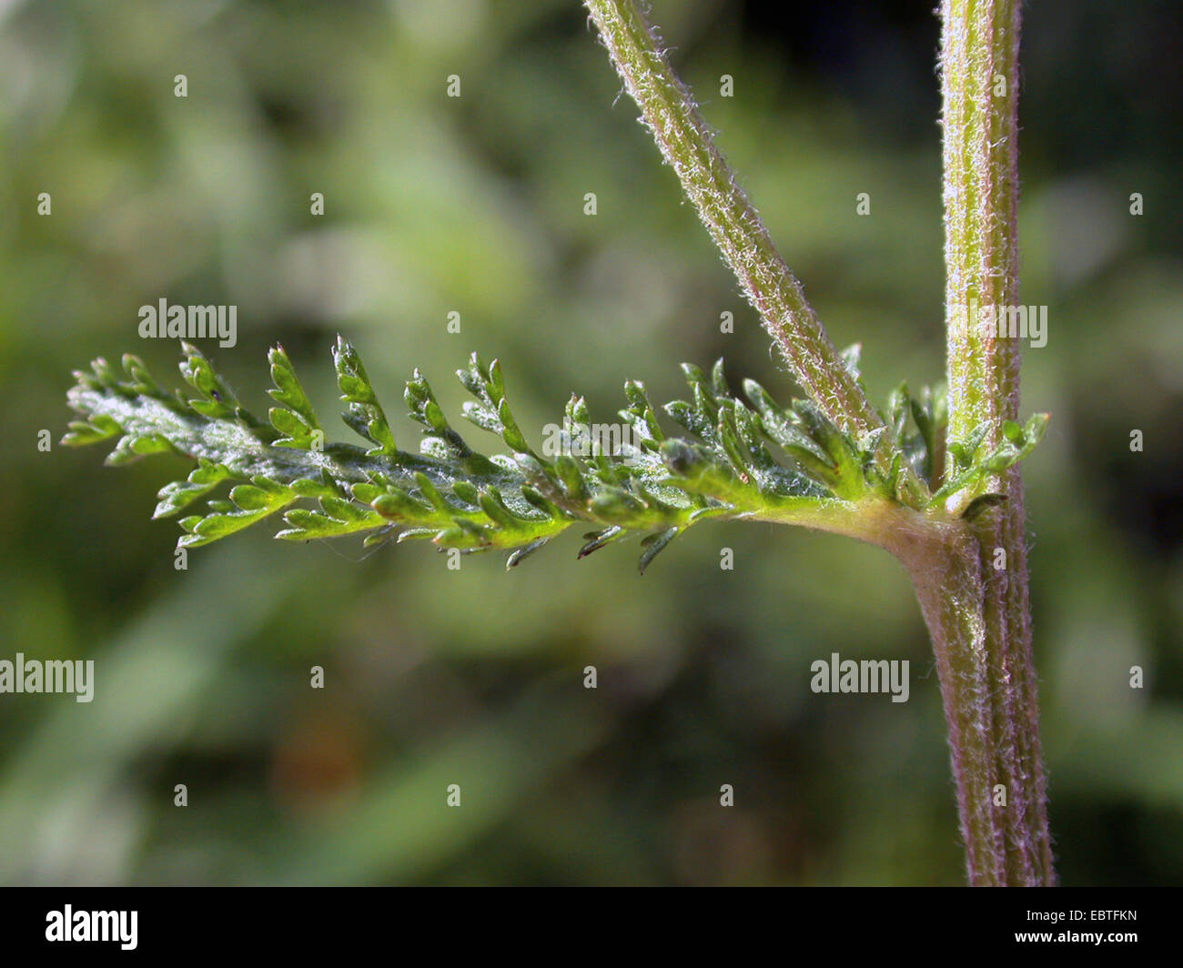 common yarrow, milfoil (Achillea millefolium), leaf Stock Photo - Alamy