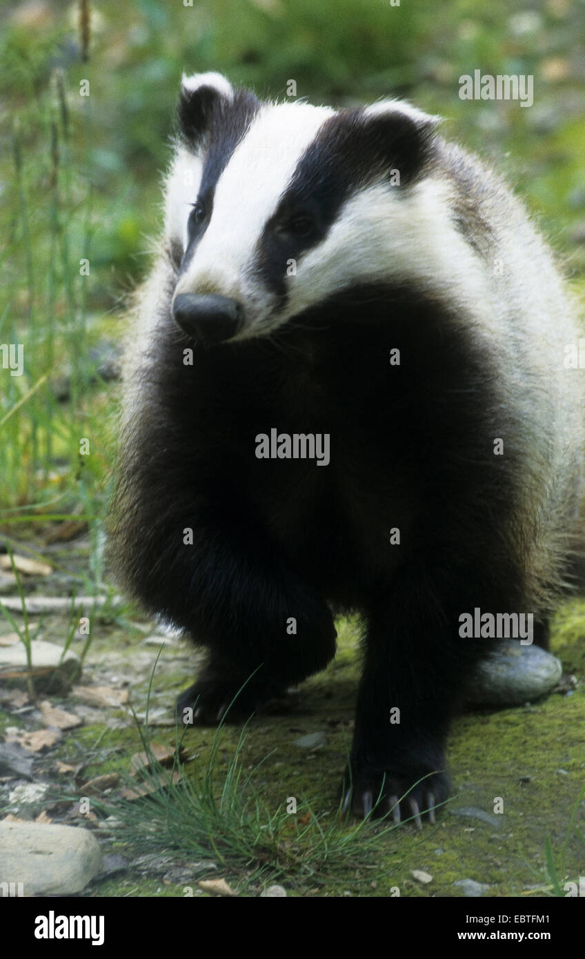 Badger close up hi-res stock photography and images - Alamy