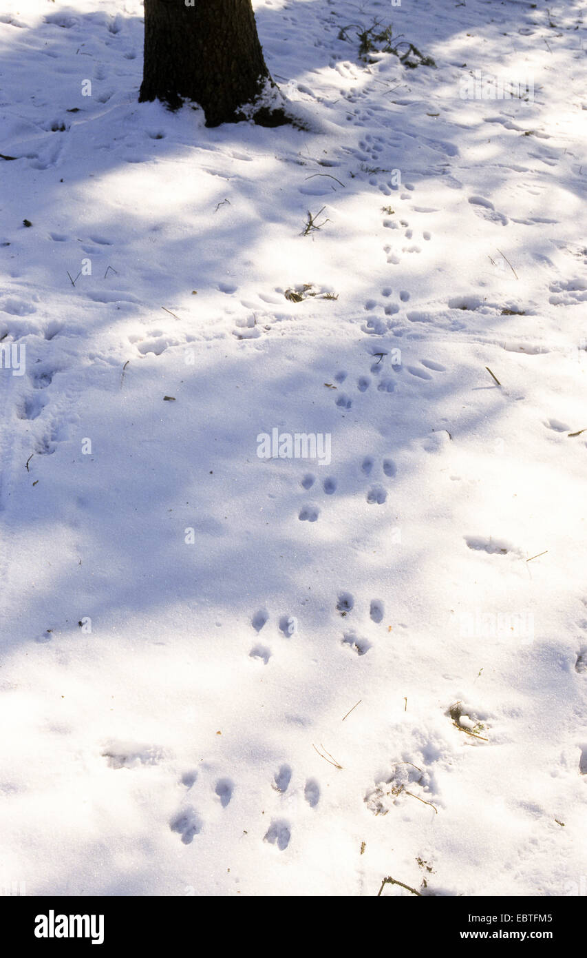 Squirrel footprint hi-res stock photography and images - Alamy