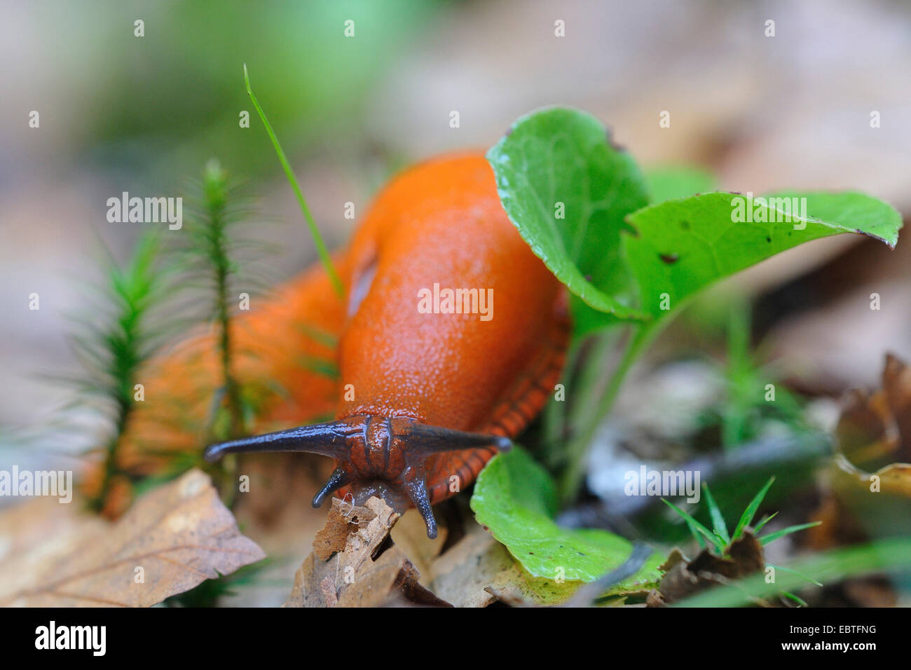 large red slug, greater red slug, chocolate arion (Arion rufus ...