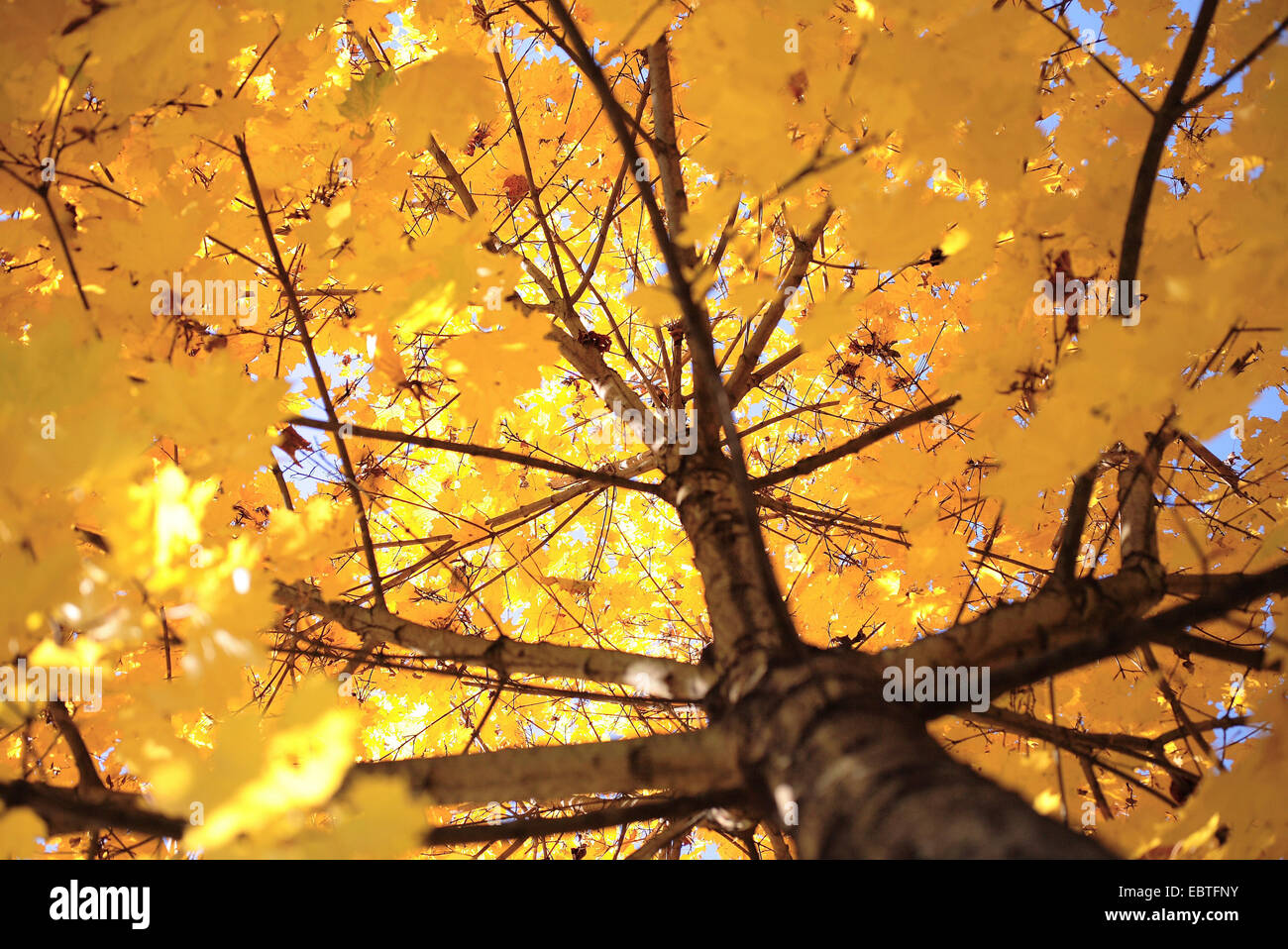 maple tree in autumn, Austria Stock Photo - Alamy