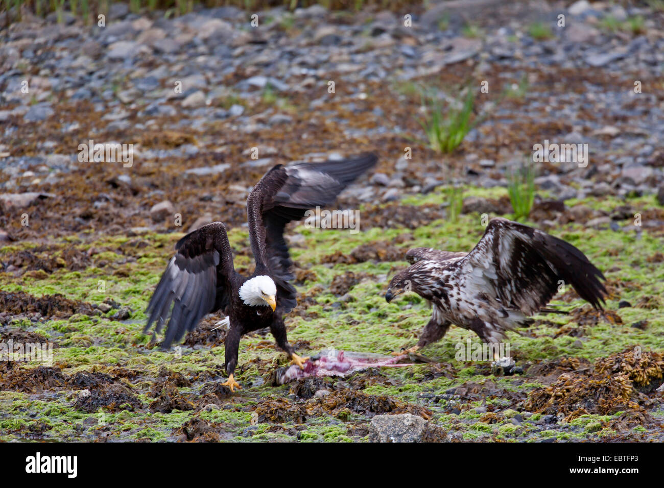 Juvenile american bald eagle hi-res stock photography and images - Alamy