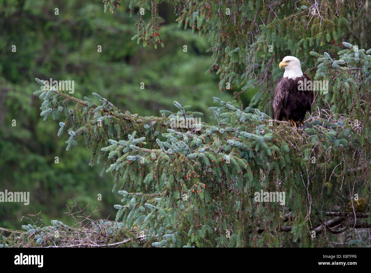 Bald eagle on tree branch hi-res stock photography and images - Alamy