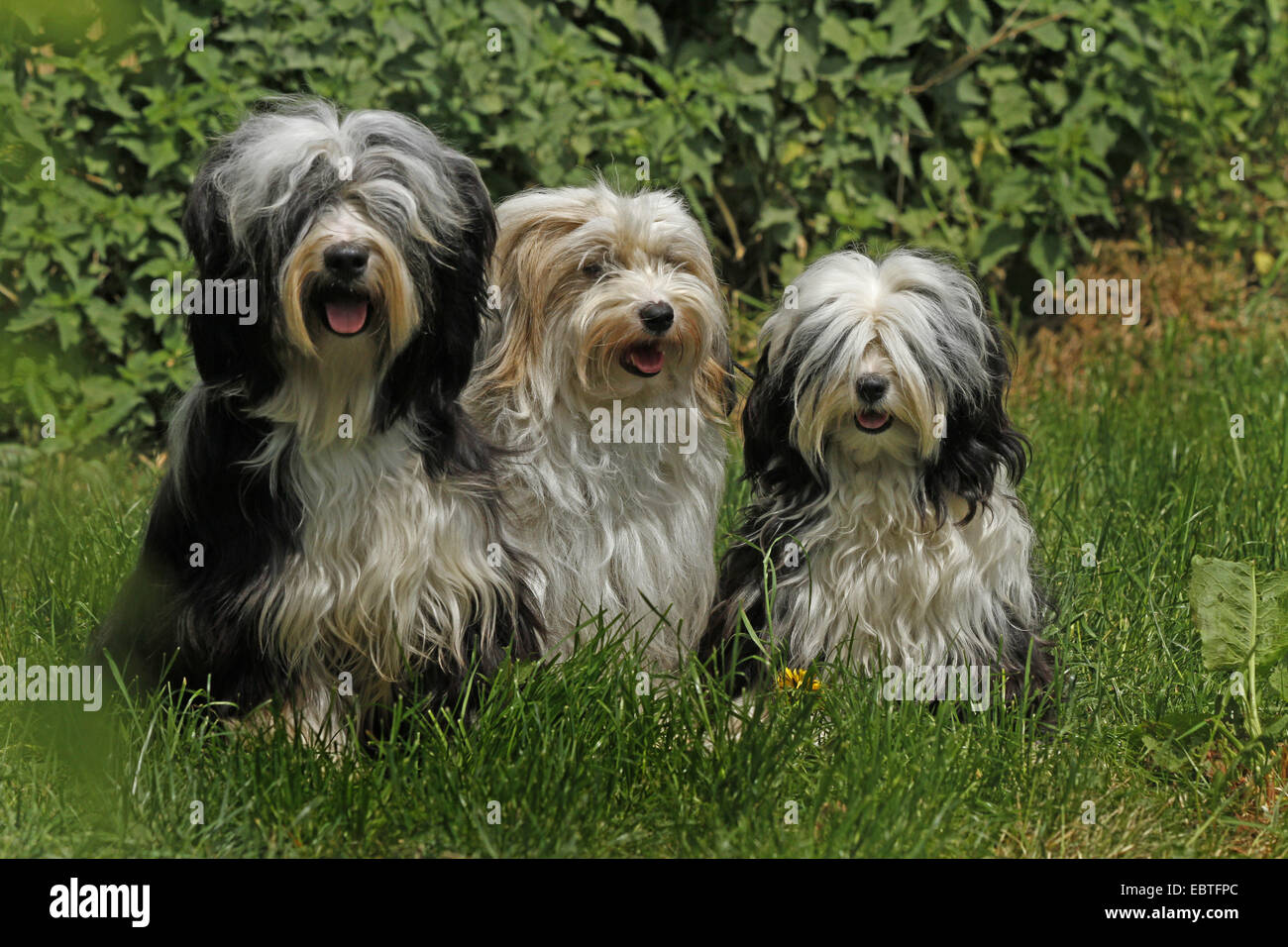 Tibet terrier hi-res stock photography and images - Alamy