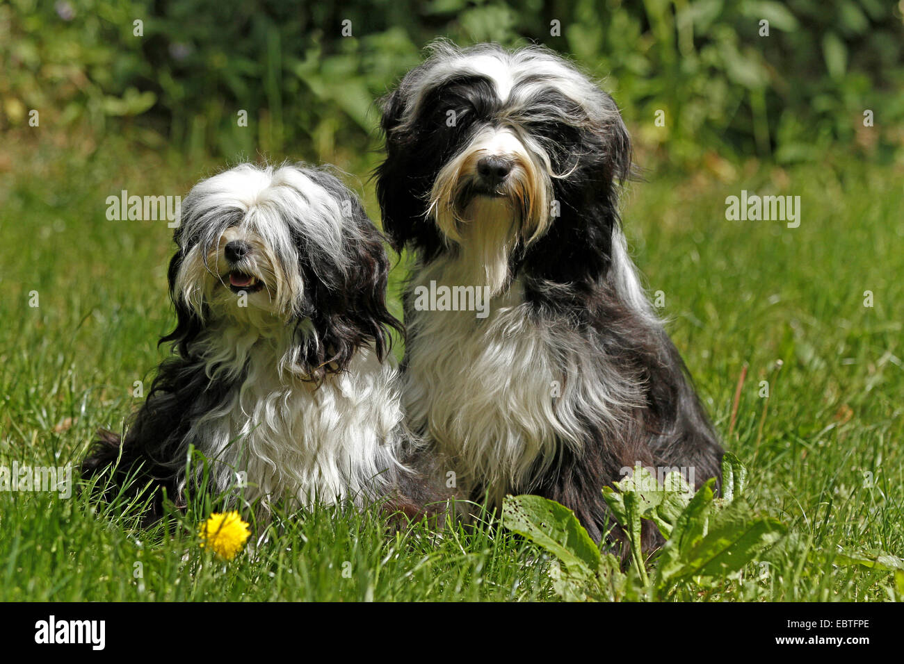 Tibetan terrier hi-res stock photography and images - Alamy