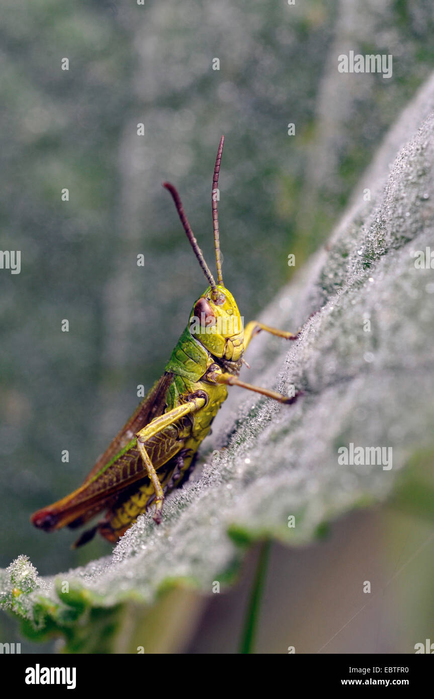 common green grasshopper (Omocestus viridulus), sitting on a leaf ...