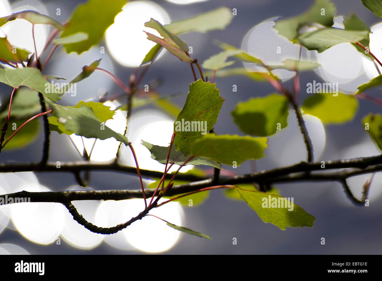 European aspen (Populus tremula), leaves and twigs, Germany, Saxony ...