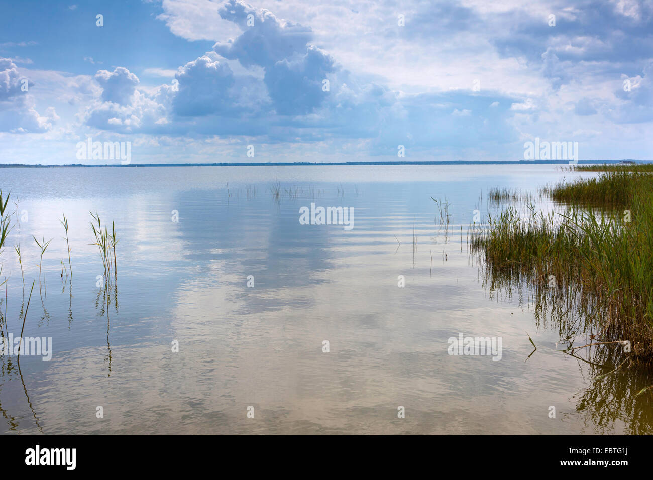 bodden landscape, Germany, Mecklenburg-Western Pomerania, Wustrow Stock ...