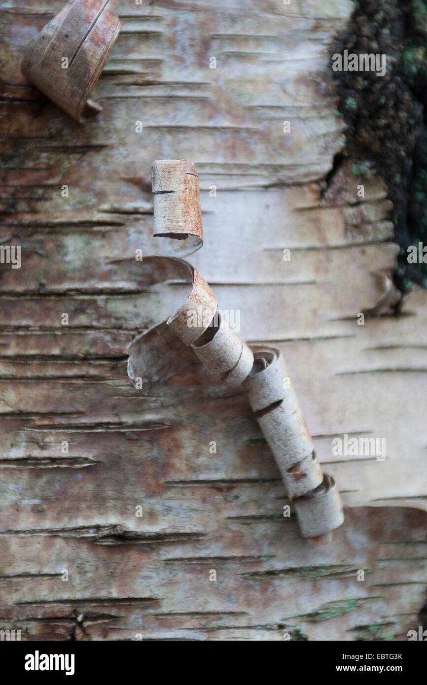 common birch, silver birch, European white birch, white birch (Betula ...