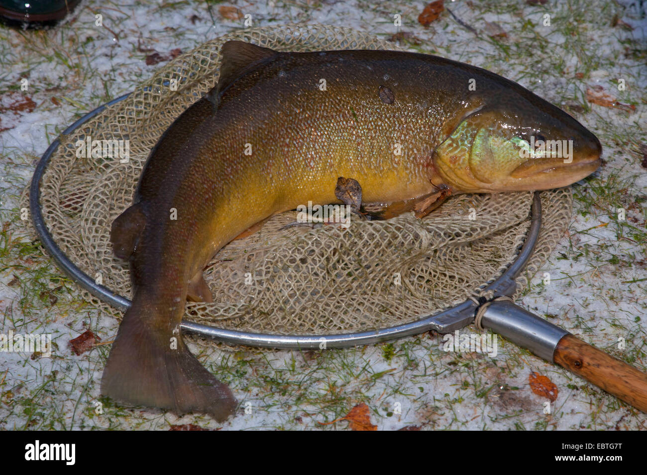 Scoop net hi-res stock photography and images - Alamy