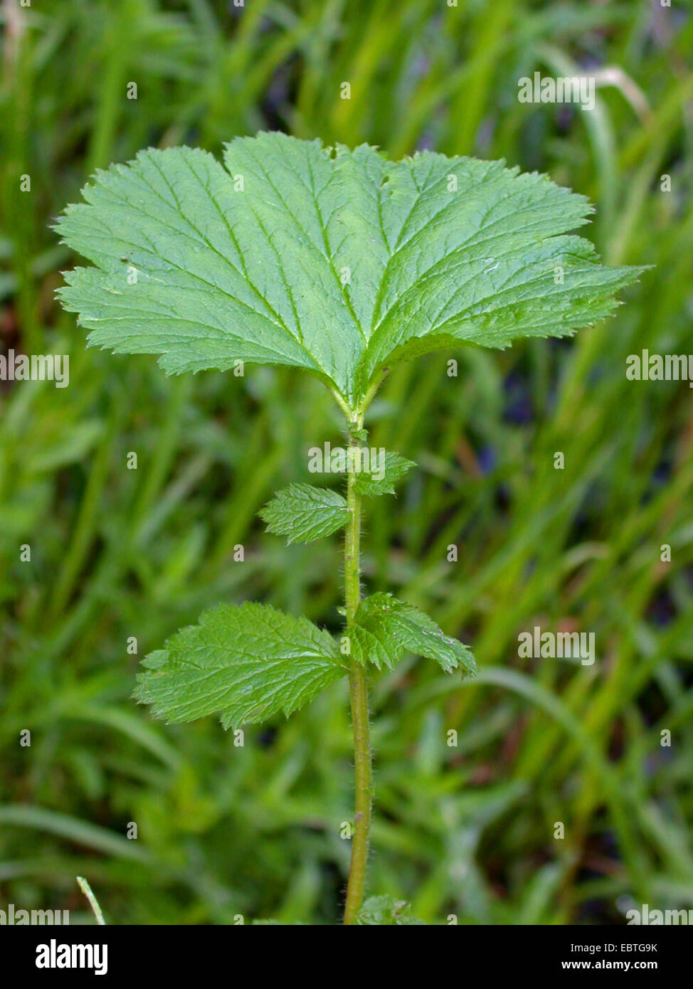 Geum Macrophyllum Fruit
