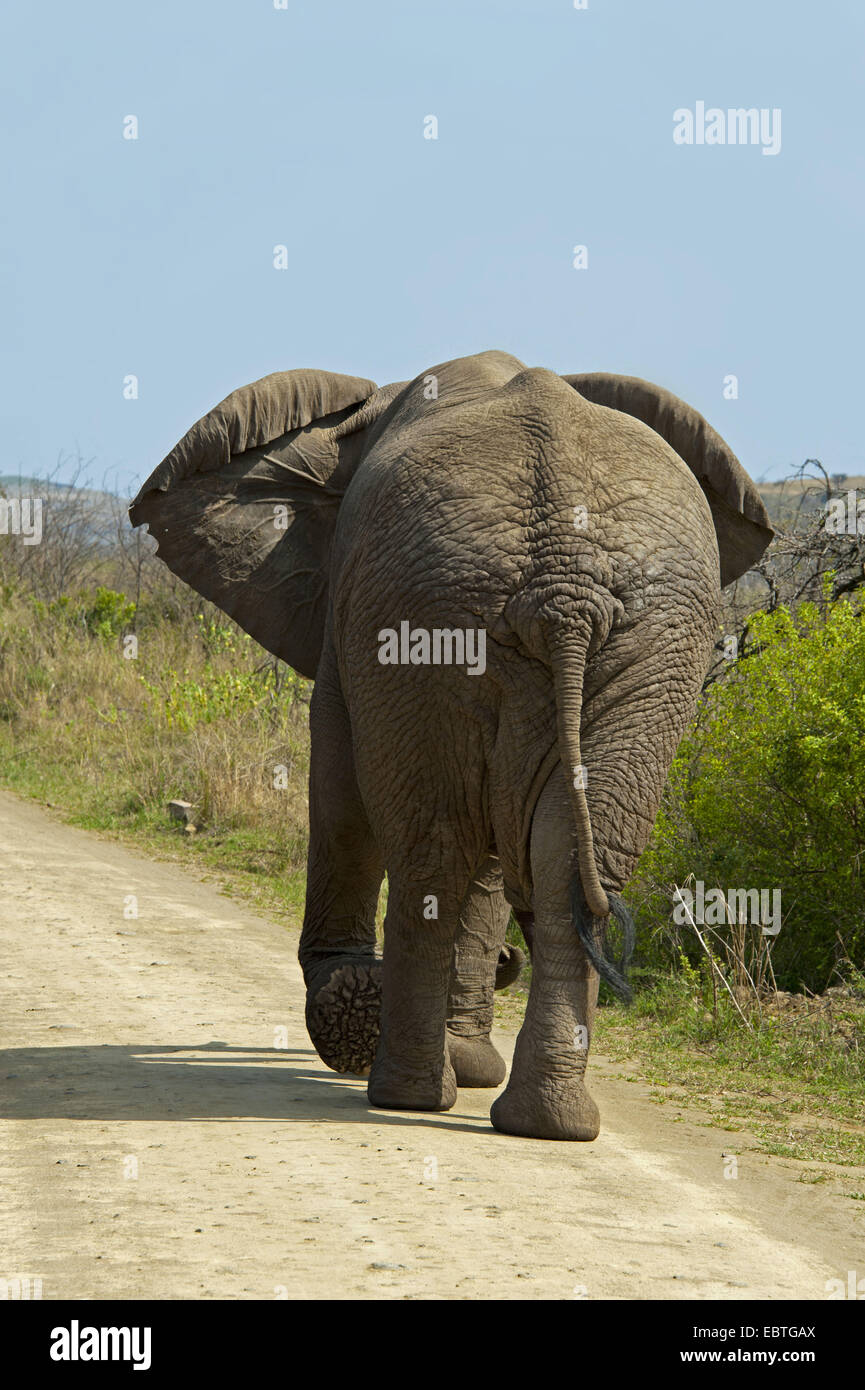 Elephants backside hi-res stock photography and images - Alamy