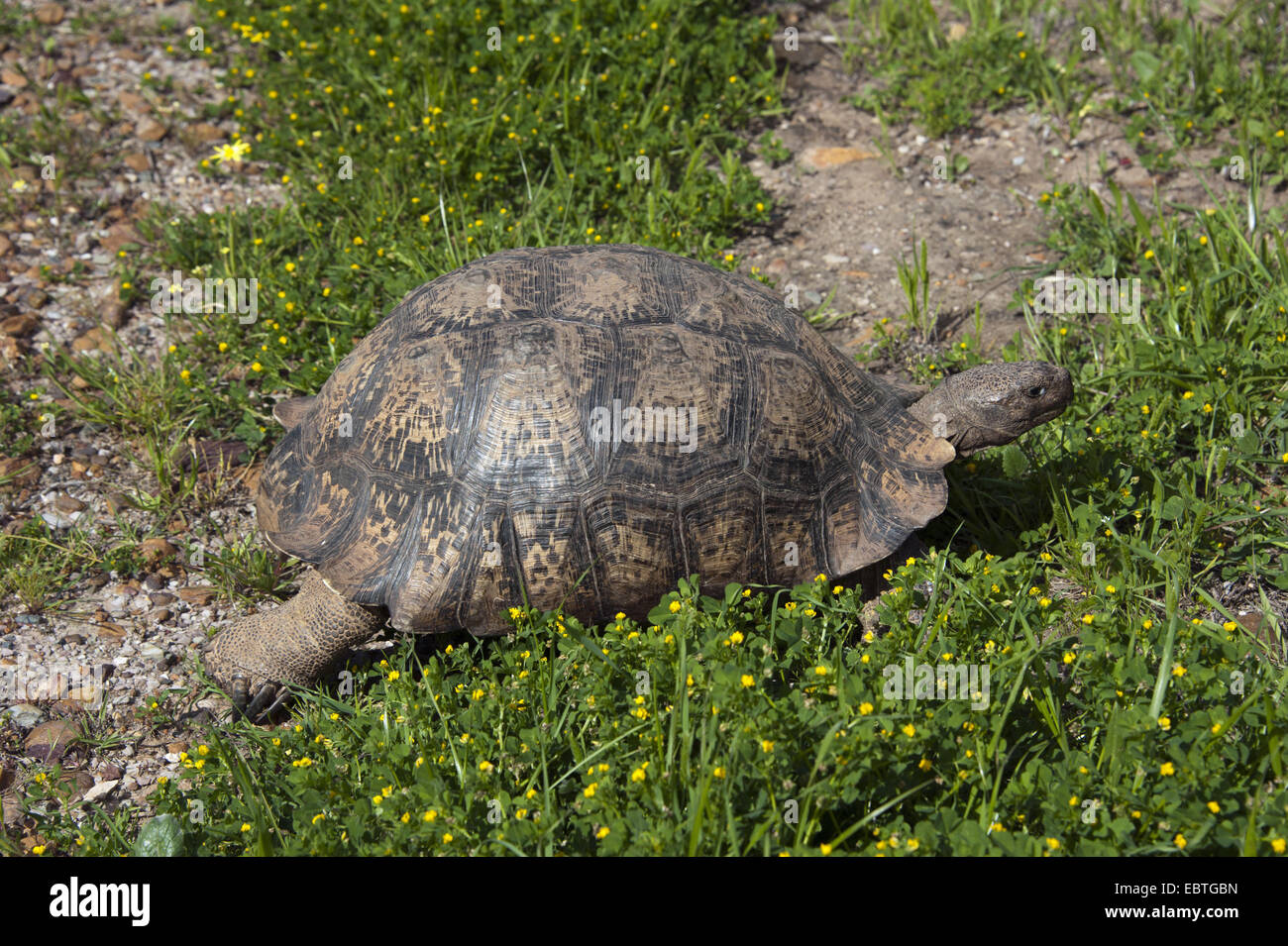 leopard tortoise (Geochelone pardalis), in a meadow, South Africa ...