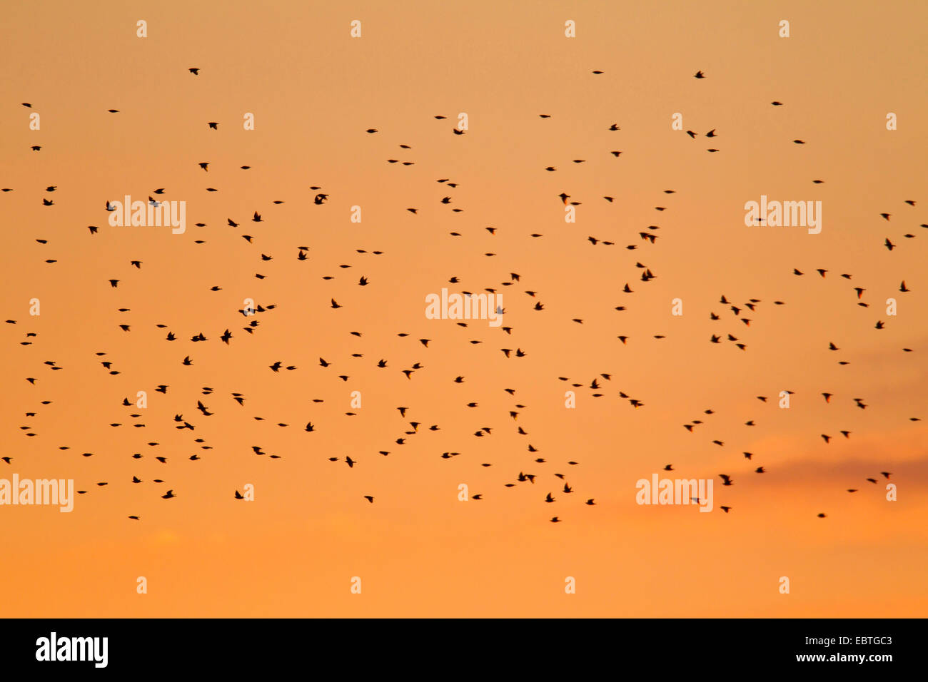 common starling (Sturnus vulgaris), flock flying in the afterglow Stock ...