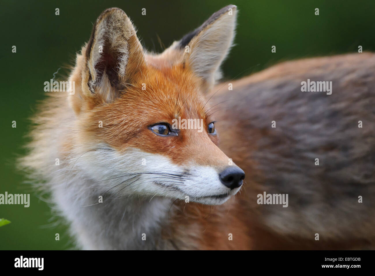 red fox (Vulpes vulpes), turning around, portrait, Norway Stock Photo ...