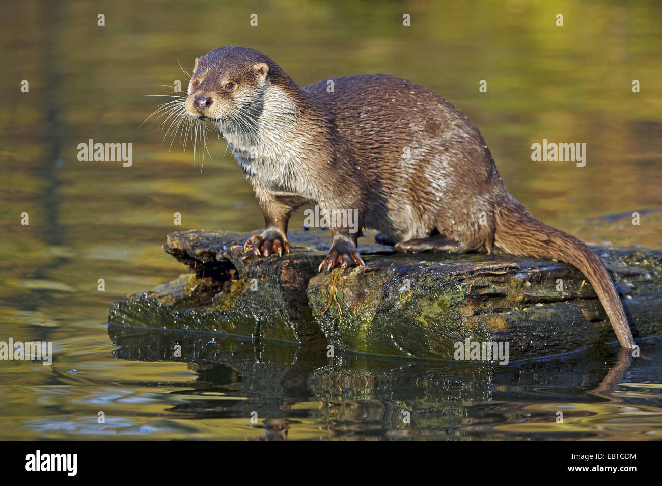 European river otter, European Otter, Eurasian Otter (Lutra lutra ...