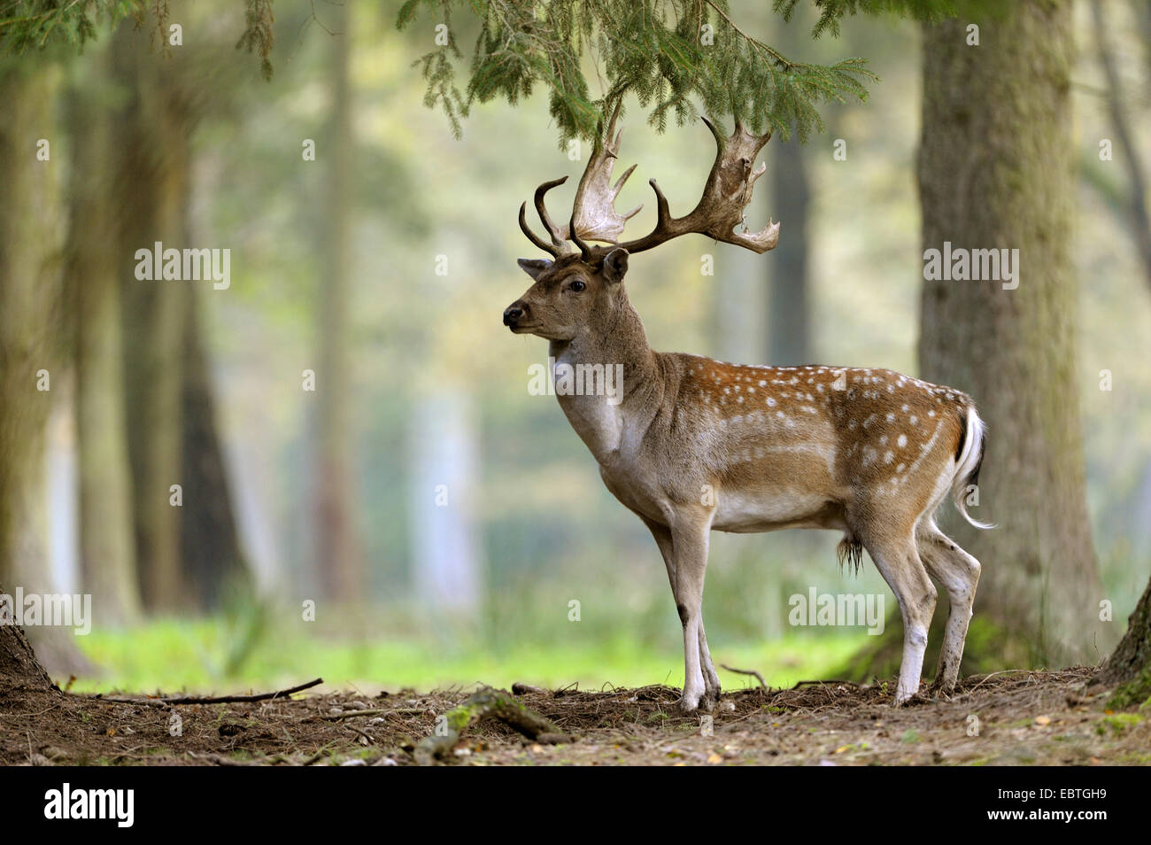 fallow deer (Dama dama, Cervus dama), adult bull standing at a forest ...