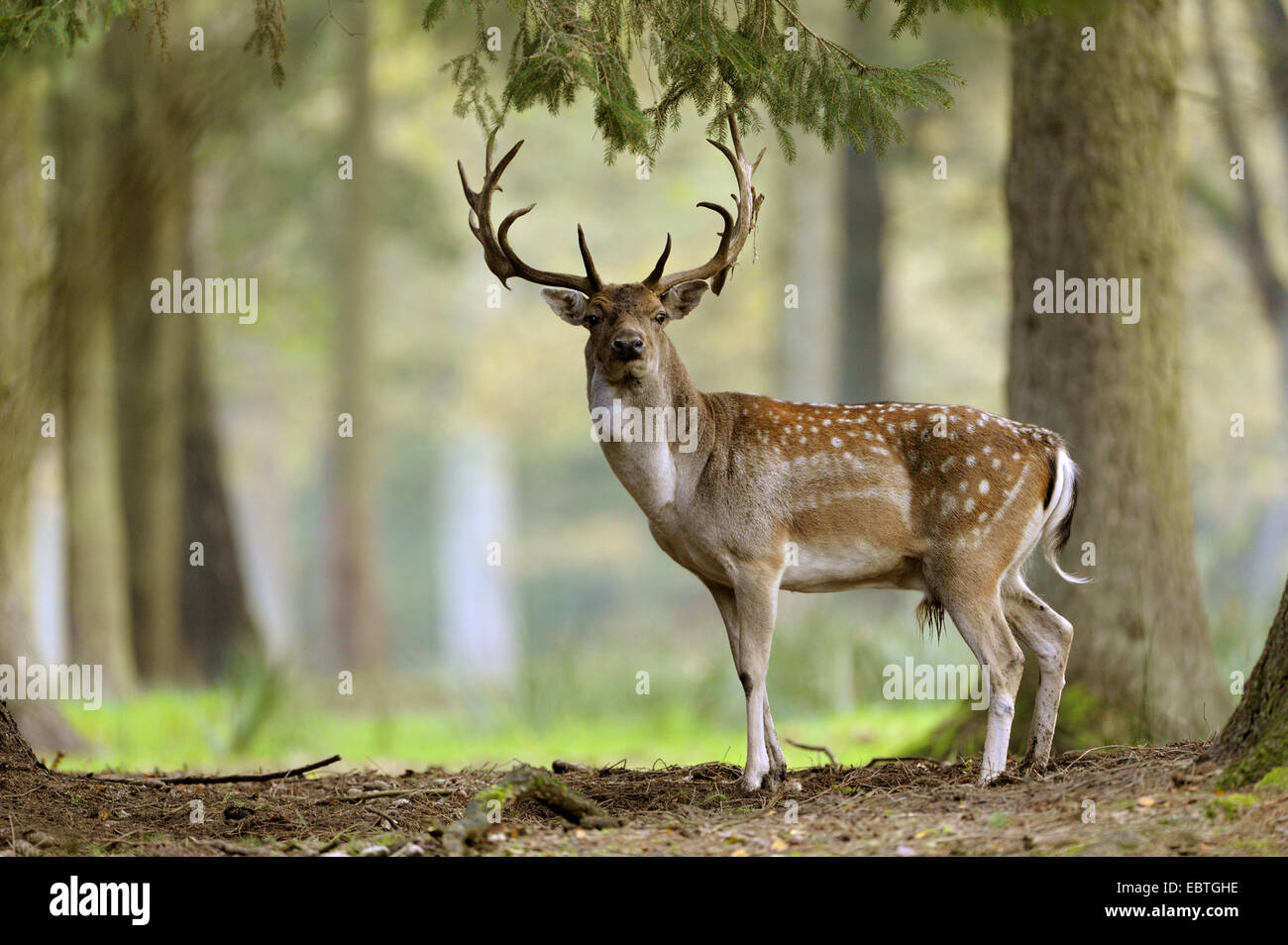 fallow deer (Dama dama, Cervus dama), adult bull standing at a forest ...