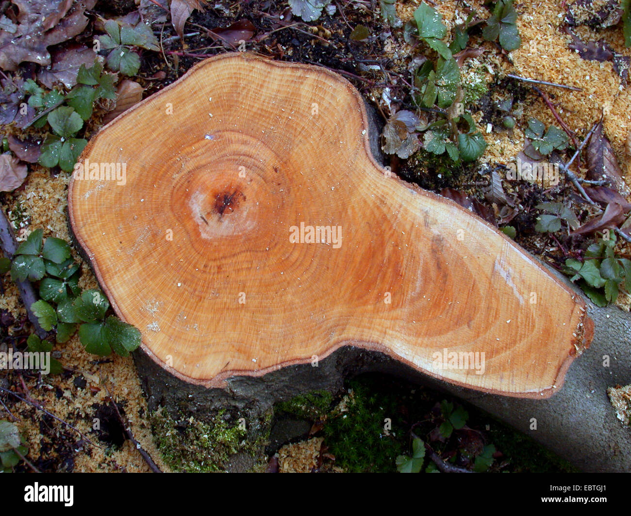 Beech stumps hi-res stock photography and images - Alamy