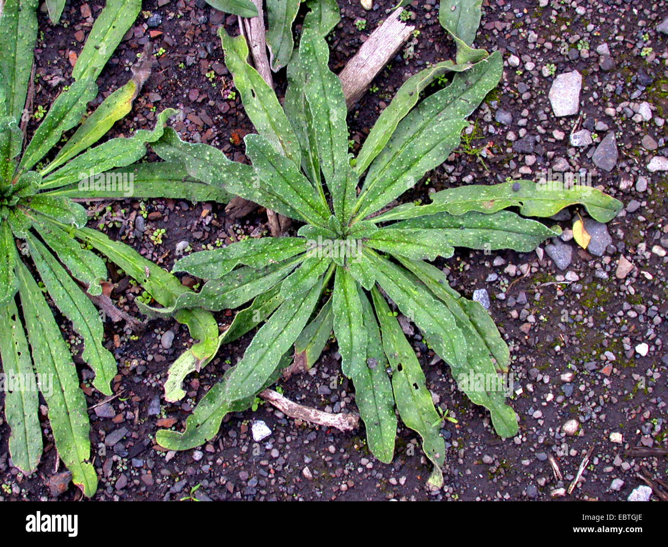 blueweed, blue devil, viper's bugloss, common viper's-bugloss (Echium ...