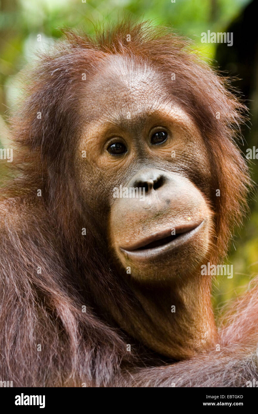 orang-utan, orangutan, orang-outang (Pongo pygmaeus), portrait Stock ...