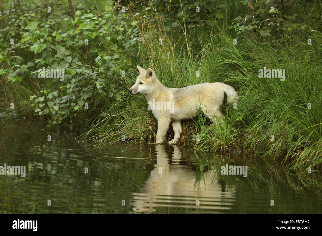 arctic wolf, tundra wolf (Canis lupus albus, Canis lupus arctos), wolf ...