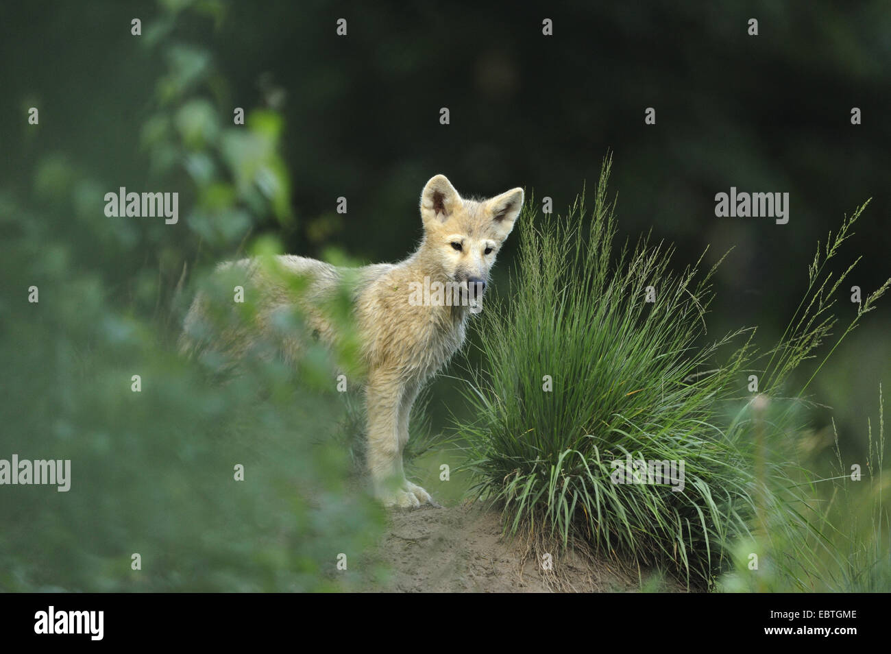 arctic wolf, tundra wolf (Canis lupus albus, Canis lupus arctos), wolf ...