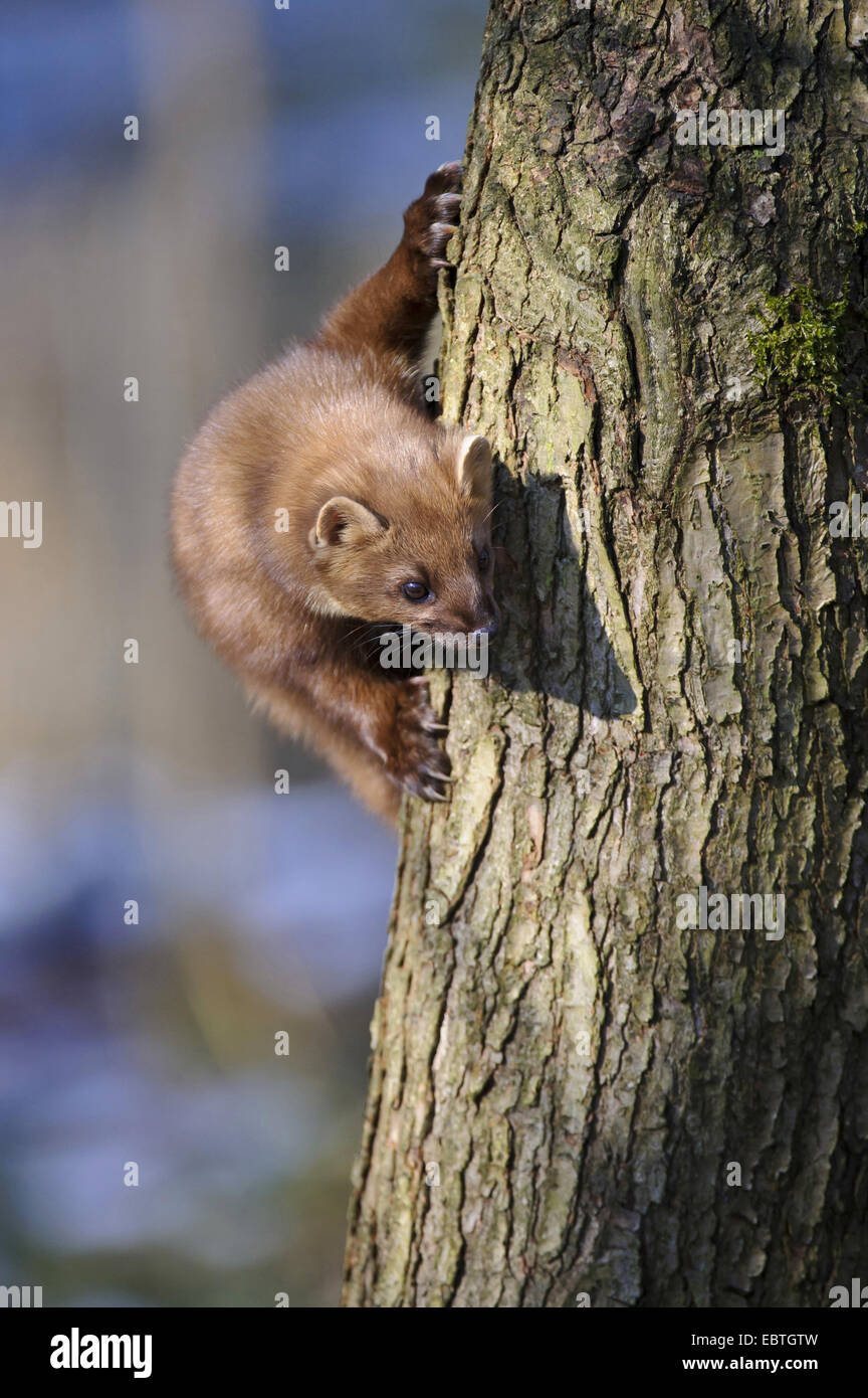 European pine marten (Martes martes), climbing at tree trunk, Germany ...