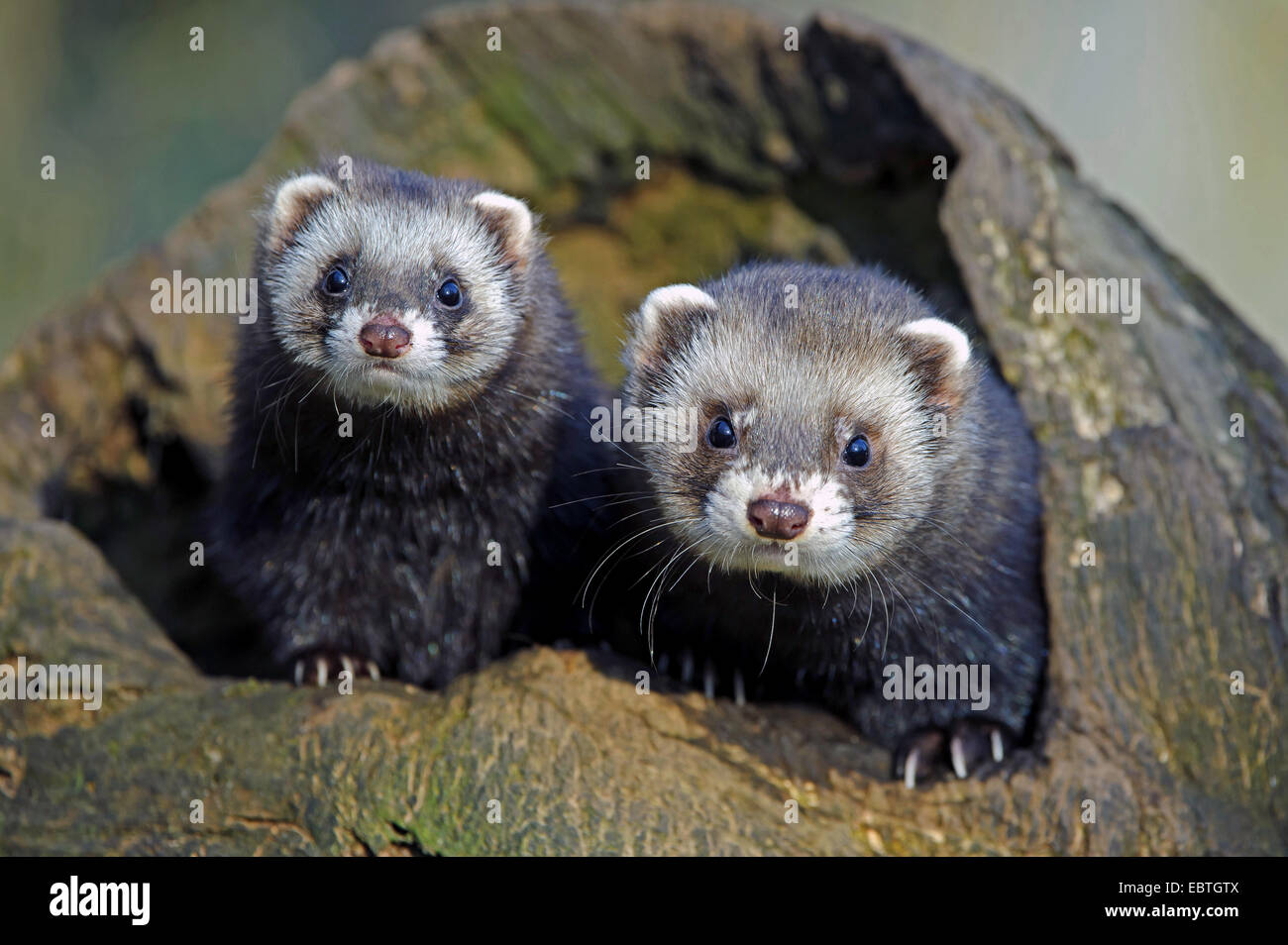 European polecat (Mustela putorius), two polecats looking out of tree ...