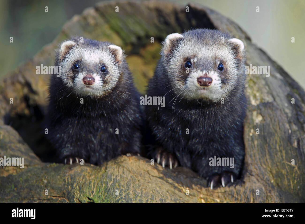 European polecat (Mustela putorius), two polecats looking out of tree ...