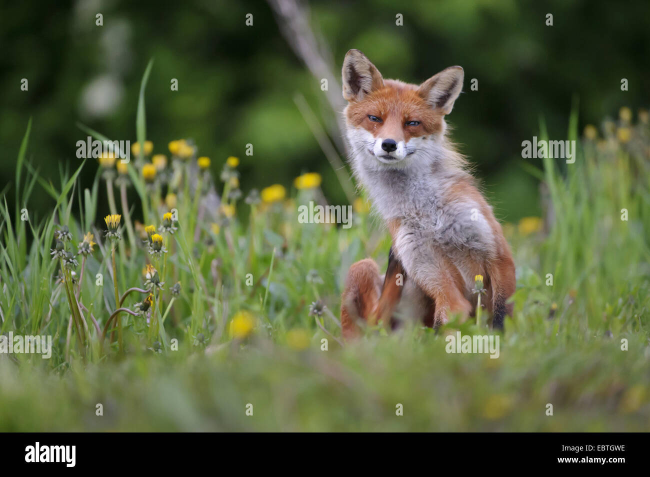 red fox (Vulpes vulpes), sitting in meadow and scratching, Norway Stock ...