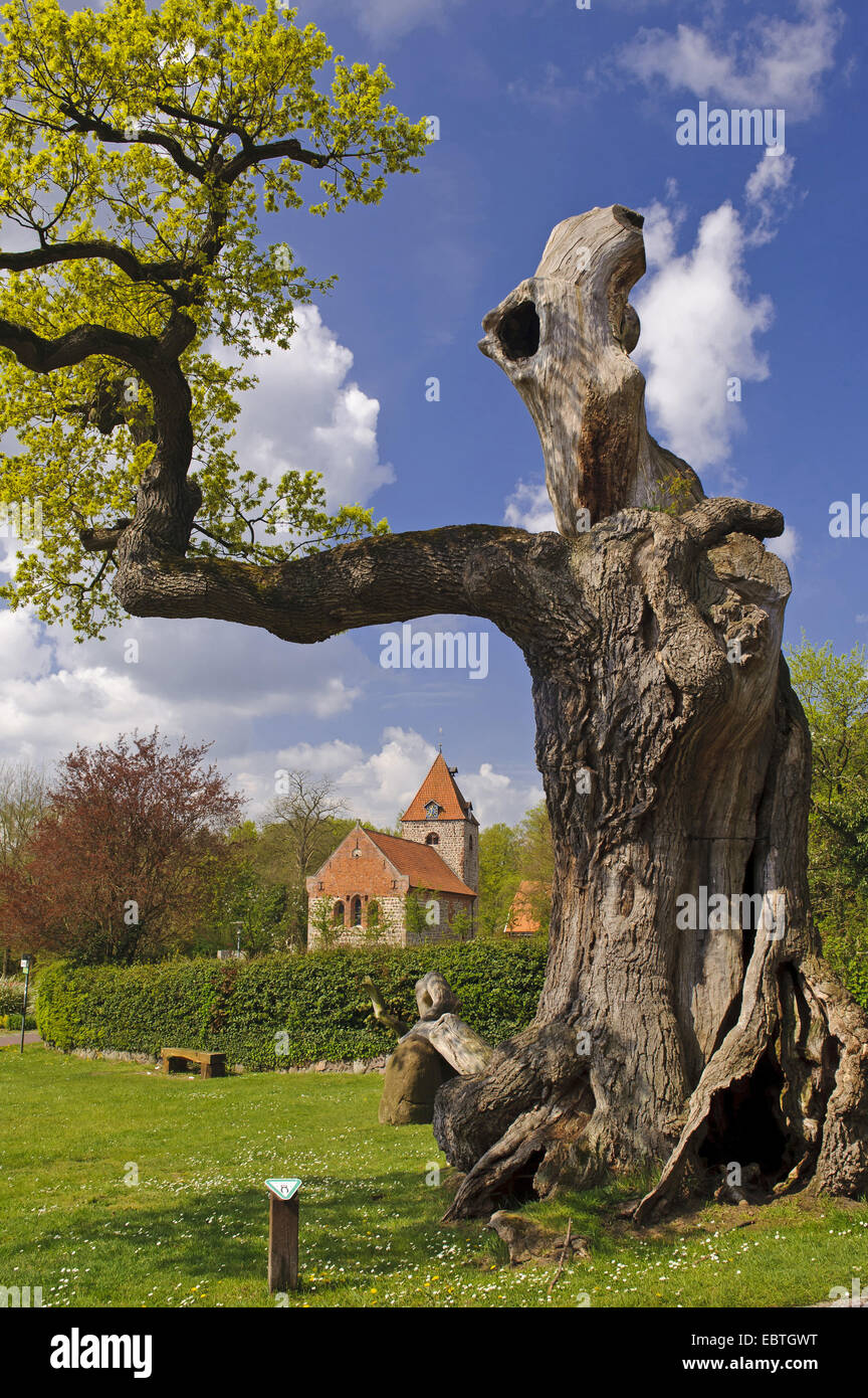 Gnarled oak tree hi-res stock photography and images - Alamy